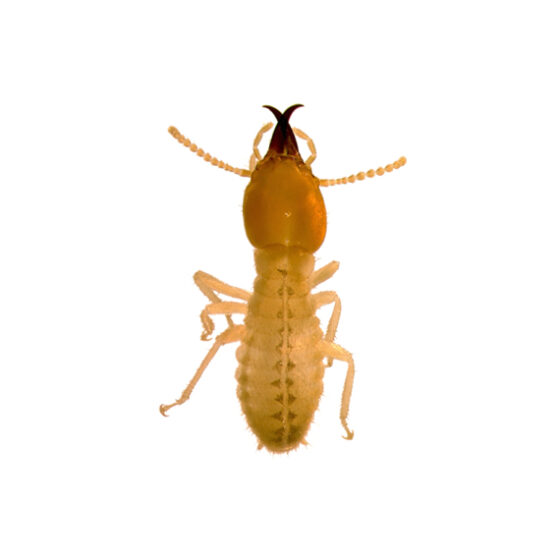 Exterminator in queens termites - Exterminator In Queens